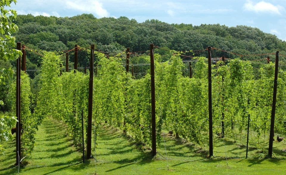 How to Grow Your Own Hops: A Beginner’s Guide - Hops Aficionado